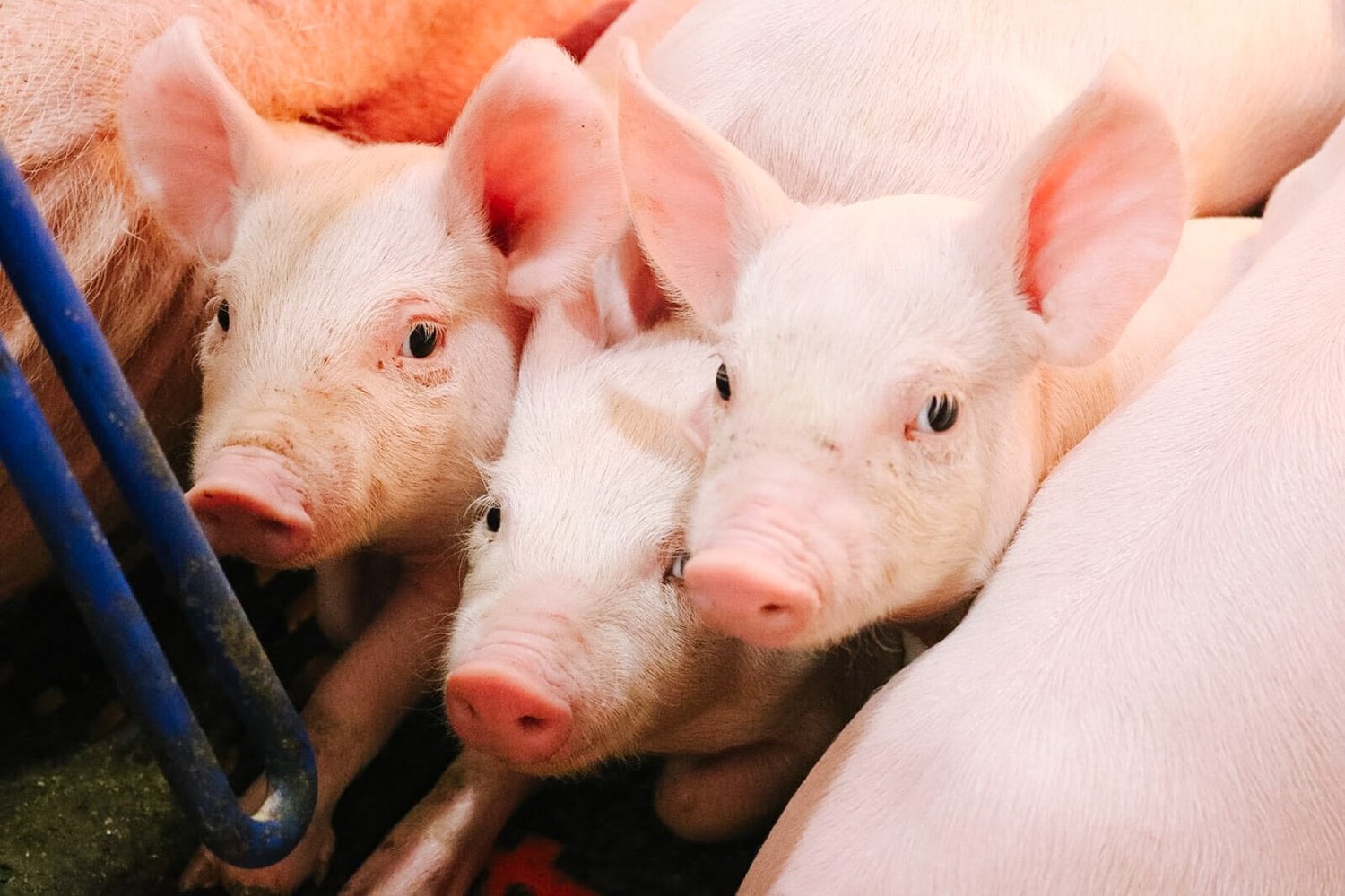 Breaded Pork Chops with Lemon Butter Sauce | by Leigh Anne Wilkes