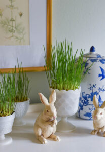 How to Grow Easter Grass | by Leigh Anne Wilkes